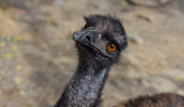 240+ Awesome Emu Names - Farmhouse Guide