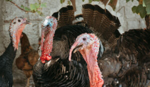 How to Identify Turkey Gender: Tom or Hen? - Farmhouse Guide