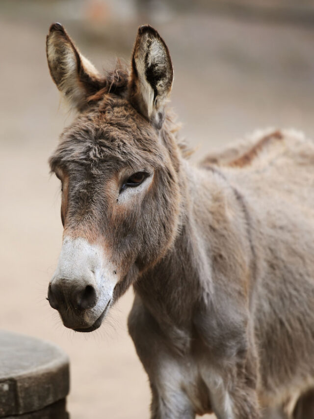 Guard Llama or Guard Donkey: Making the Right Decision for Your Farm ...