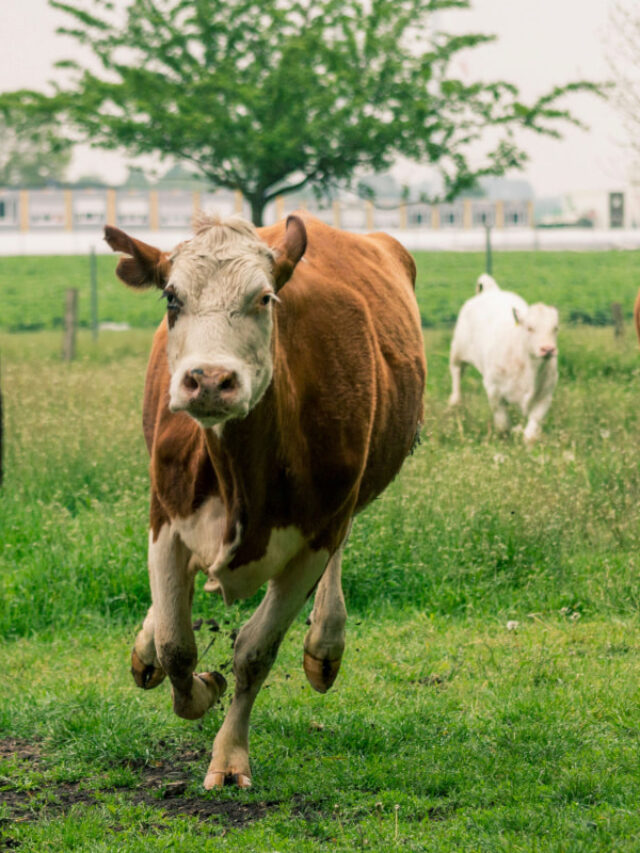 Do You Run Faster Than a Cow? - Farmhouse Guide