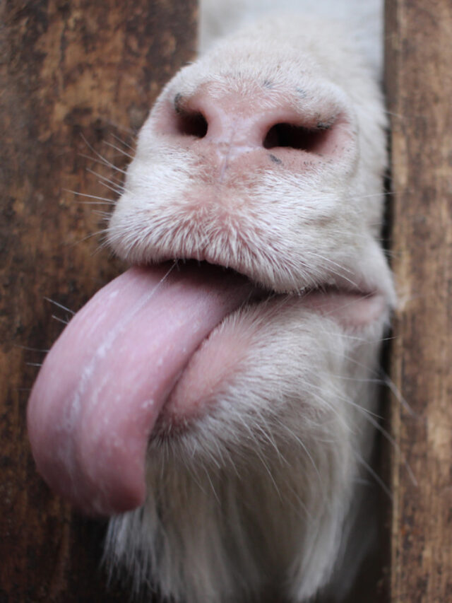 Why Does Goats' Breath Stink? - Farmhouse Guide