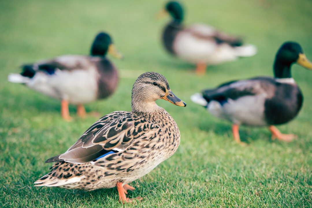 9 Tips for Keeping Your Ducks Safe From Predators - Farmhouse Guide
