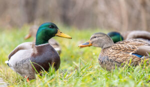 Decoding Duck Behavior: A Guide for Duck Owners - Farmhouse Guide