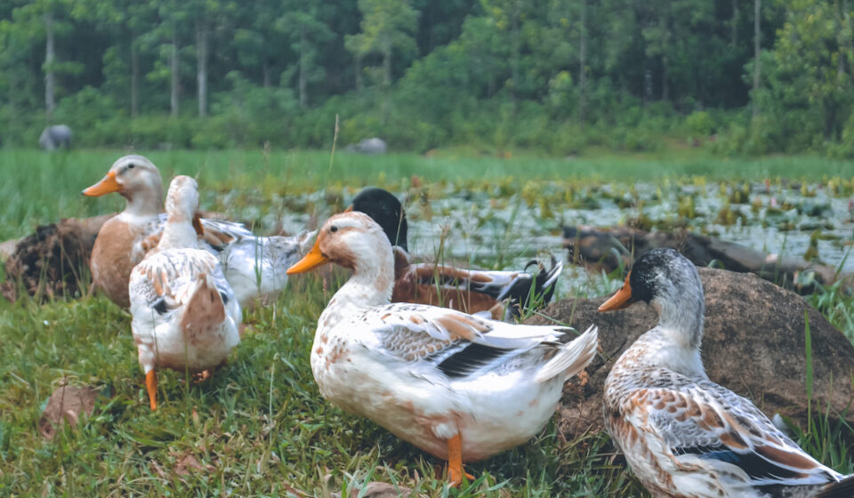 Decoding Duck Behavior: A Guide for Duck Owners - Farmhouse Guide