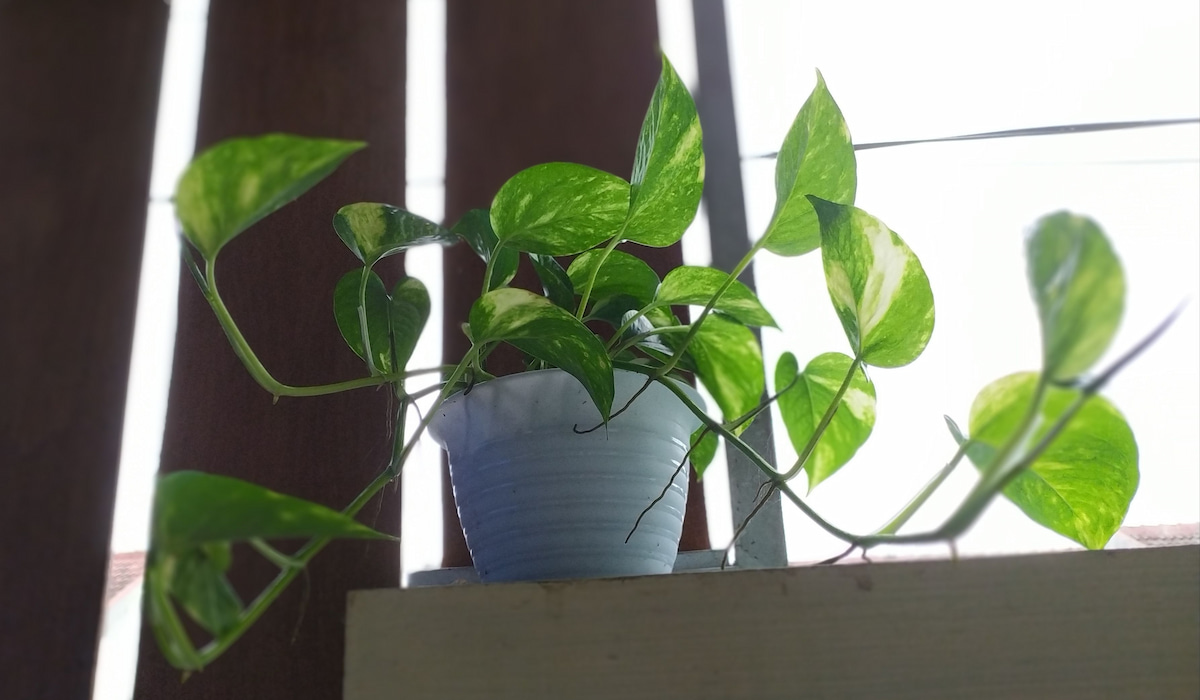 6 Beautiful Houseplants With Trailing Vines - Farmhouse Guide