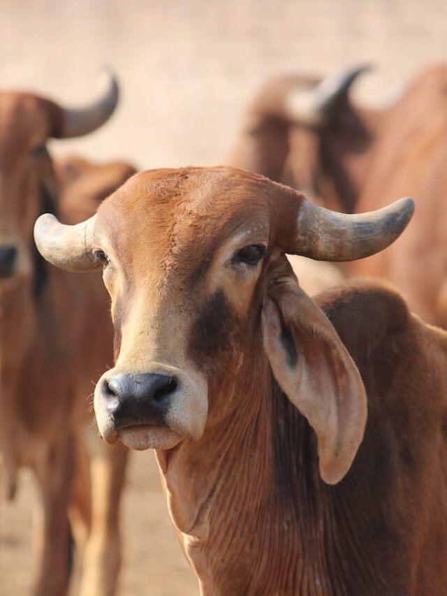 6 Reasons Cows Get Aggressive - Farmhouse Guide