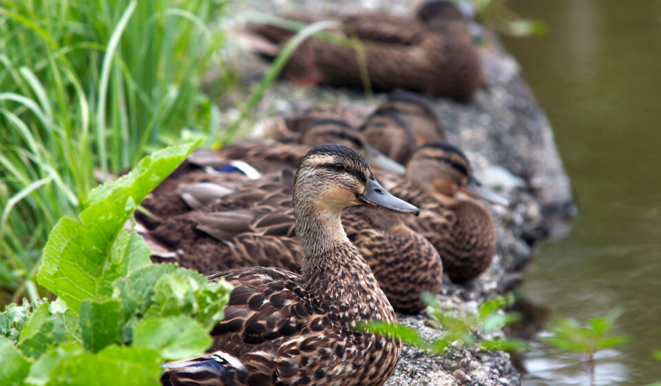 Decoding Duck Behavior: A Guide for Duck Owners - Farmhouse Guide