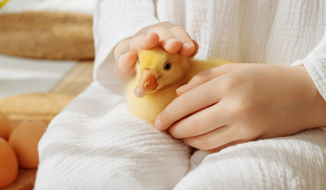 How to Pet a Duck - Farmhouse Guide