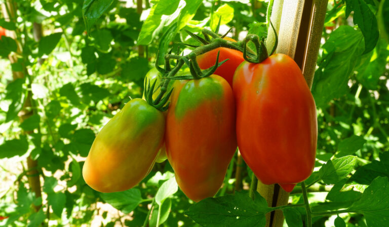 10 Best Tomatoes for Canning - Farmhouse Guide
