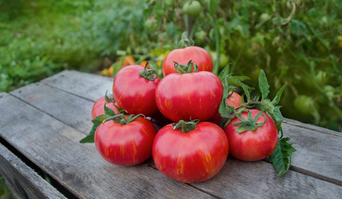 10 Best Tomatoes for Canning - Farmhouse Guide
