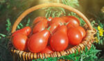 10 Best Tomatoes for Canning - Farmhouse Guide
