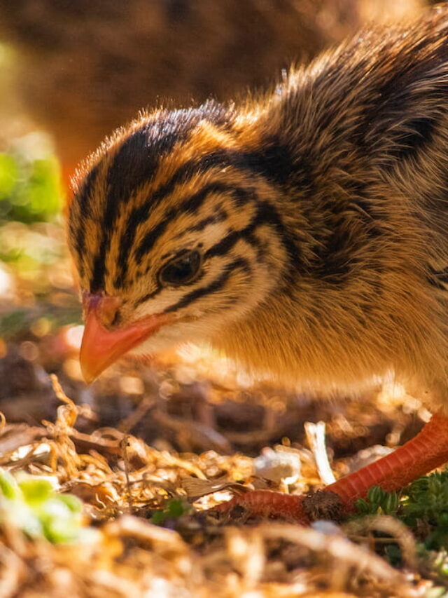 Complete Guide to Raising Guinea Keets - From Hatching to Living ...