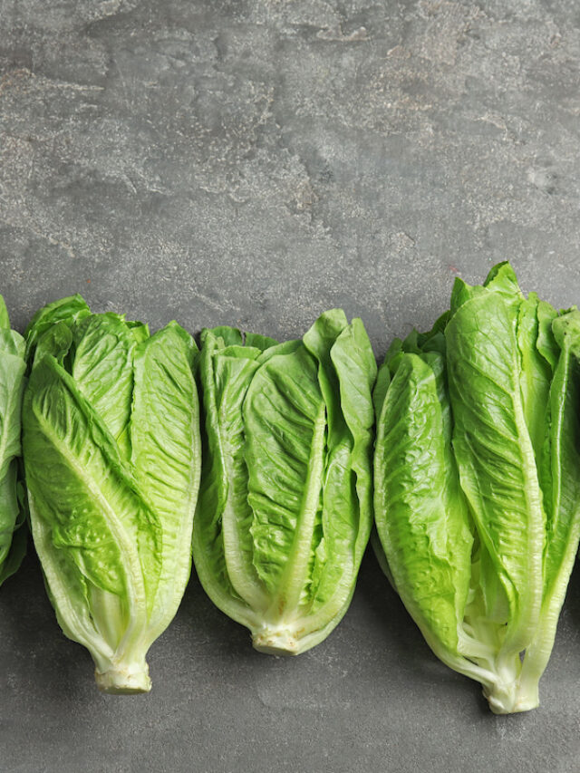 Can Goats Eat Lettuce? - Farmhouse Guide