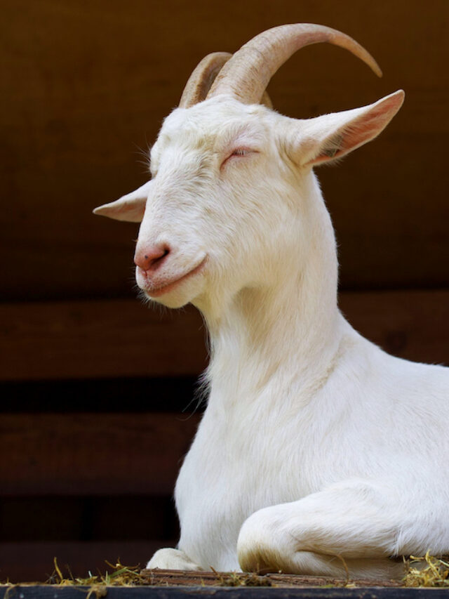 7 Reasons to Use a Goat Sleeping Platform (and 3 ways to build one ...