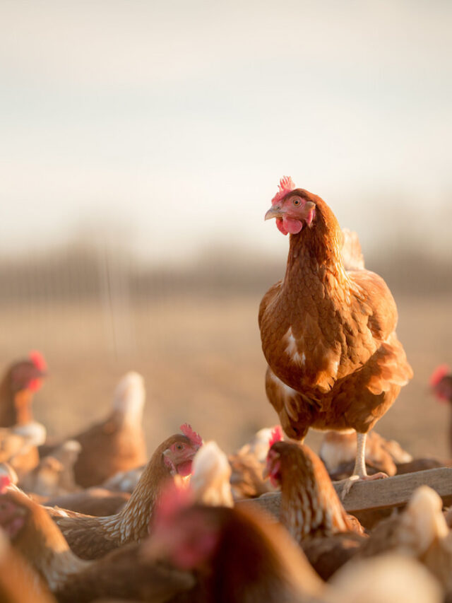 Chicken Math Explained - Calculating Your True Number of Chickens ...