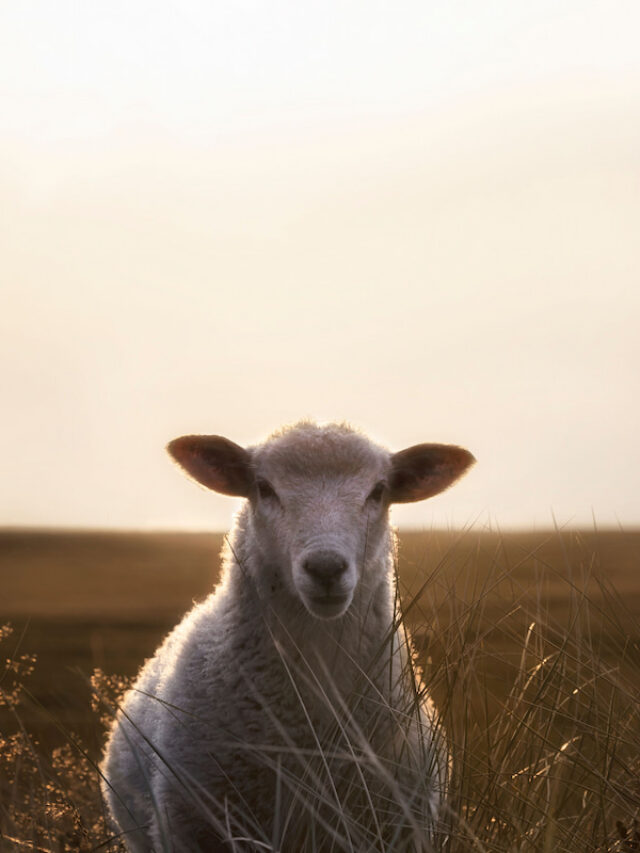 Ultimate Guide to Raising Sheep - Farmhouse Guide