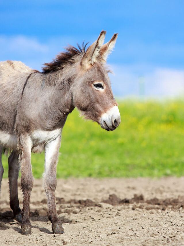Donkey Ownership Guide for Beginners - Farmhouse Guide