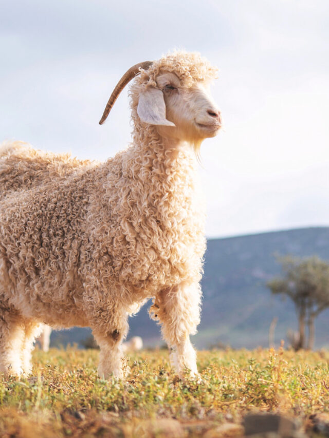 Largest Goat Breeds - Farmhouse Guide
