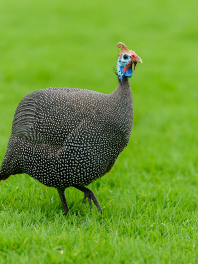Do Guineas Lay Eggs? - Farmhouse Guide