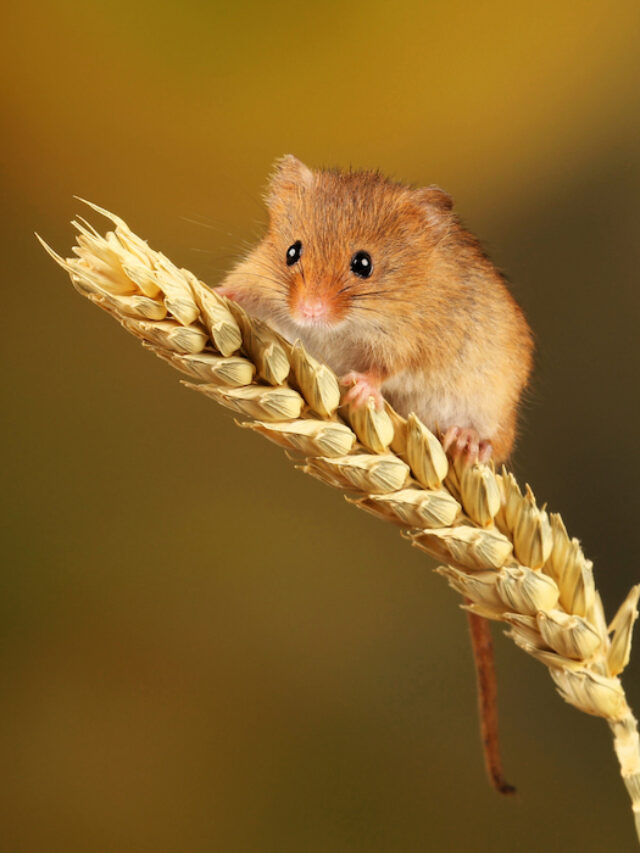 Do Turkeys Eat Mice and Rats? - Farmhouse Guide