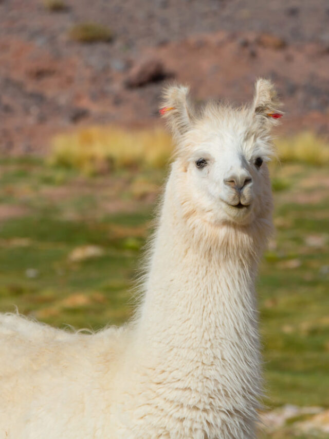 Can a Llama Kill a Wolf? - Farmhouse Guide