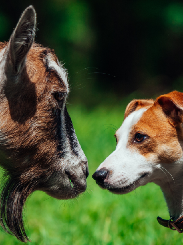 Do Goats And Dogs Get Along? - Farmhouse Guide
