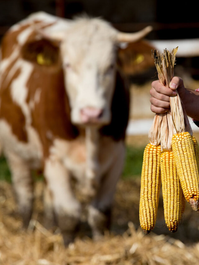 Should Cows Eat Corn? - Farmhouse Guide