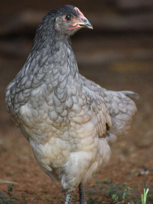 Grey chicken breeds - Farmhouse Guide