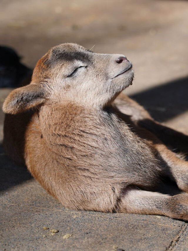 Do Goats Sleep With Their Eyes Open? (How Do Goats Sleep?) - Farmhouse ...