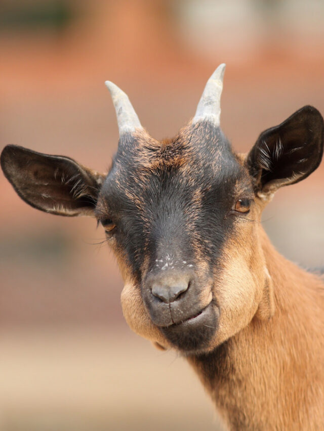 Brown Goat Breeds - Farmhouse Guide