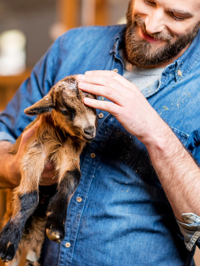 Can Male Goats Eat Grain? - Farmhouse Guide