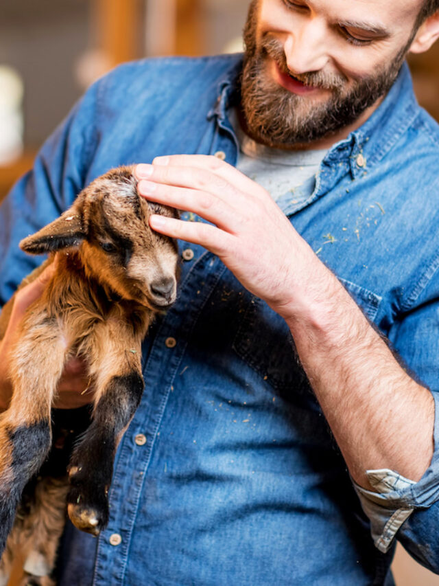 Ultimate Guide to Raising Goats - Farmhouse Guide
