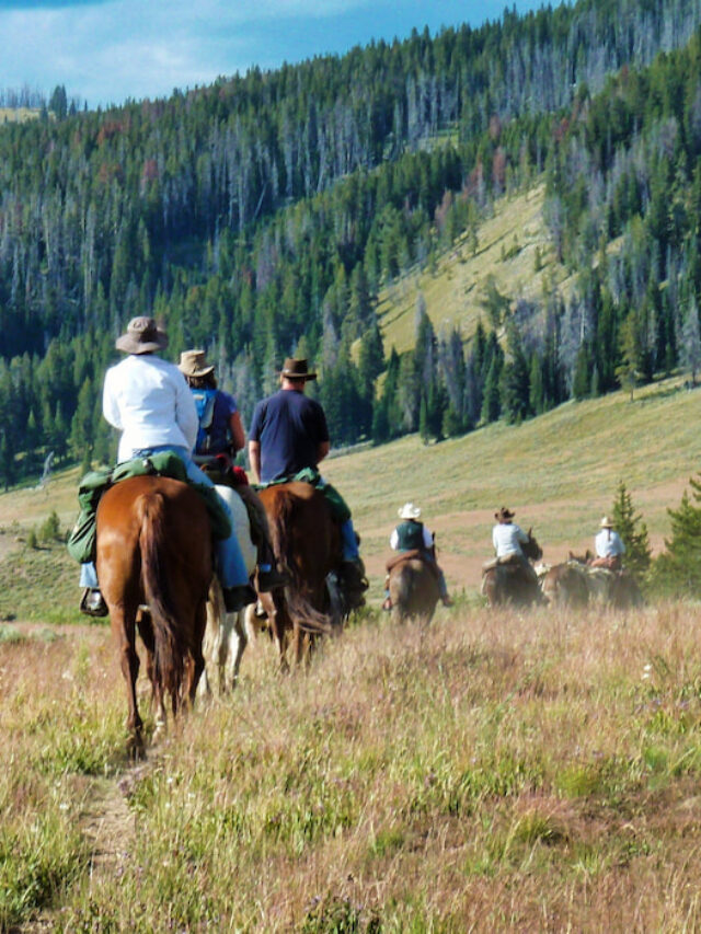 Top 11 Best Horse Breeds for Trail Riding - Farmhouse Guide