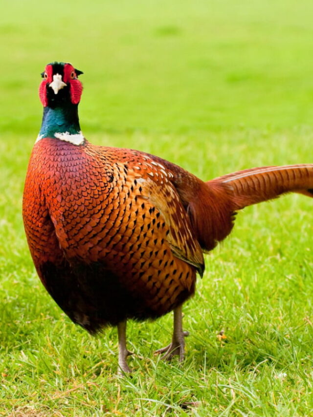 What Do Pheasants Eat Complete Guide Farmhouse Guide