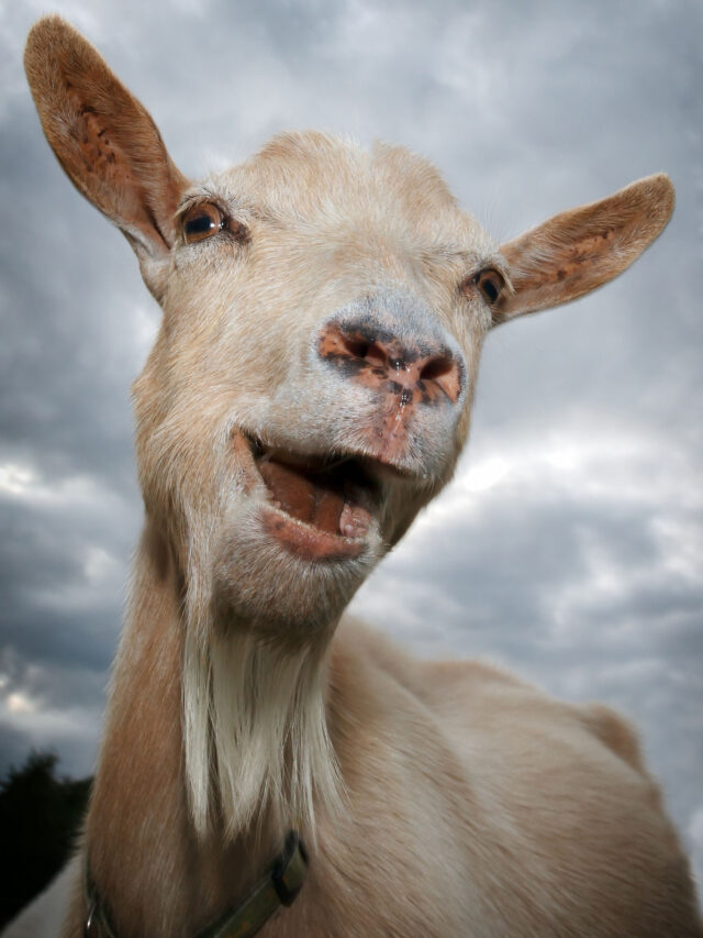 9 Signs Your Goat Is Happy - Farmhouse Guide