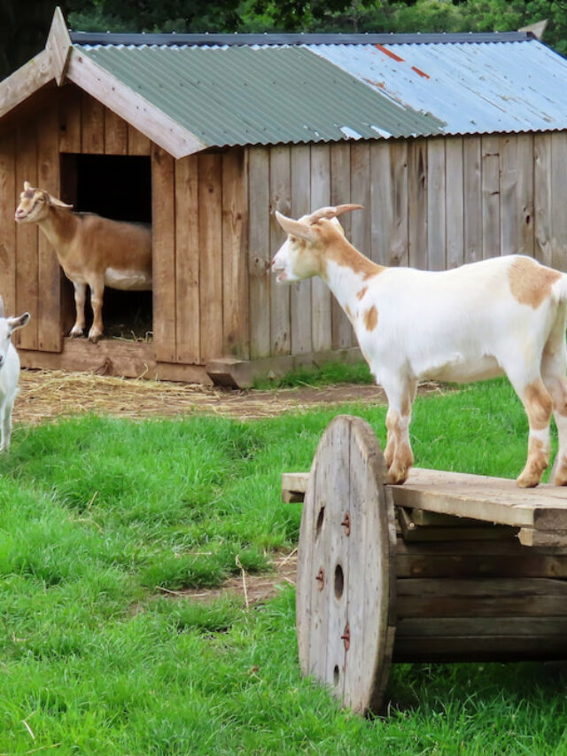 11 Fun Ways to Play with Your Goat - Farmhouse Guide