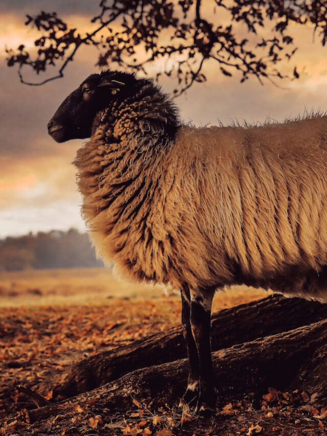 9 Sheep Breeds That Don't Need Shearing - Farmhouse Guide