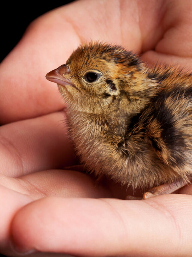 How to Raise Quail Chicks – The Ultimate Guide - Farmhouse Guide