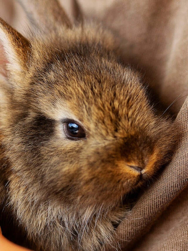 20 Types of Farm Animals - Farmhouse Guide