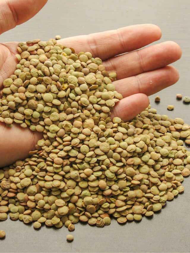 3 Types of Green Lentils - Farmhouse Guide