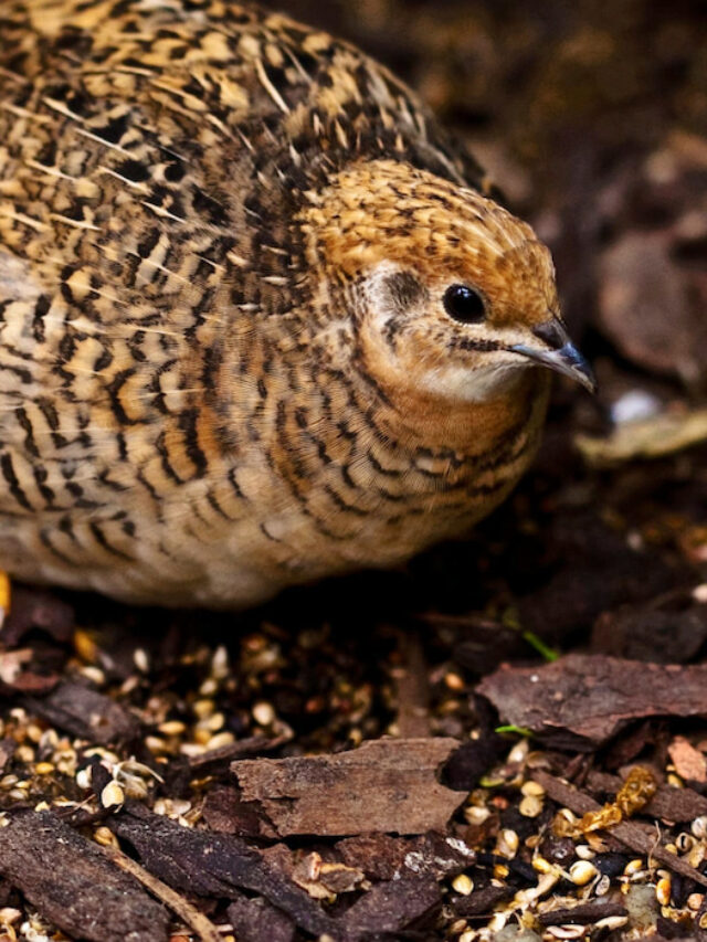 3 Best Quail Breeds for Meat - Farmhouse Guide