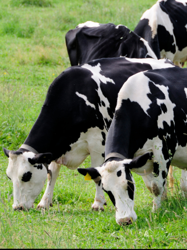 5 Best Dairy Cow Breeds - Farmhouse Guide