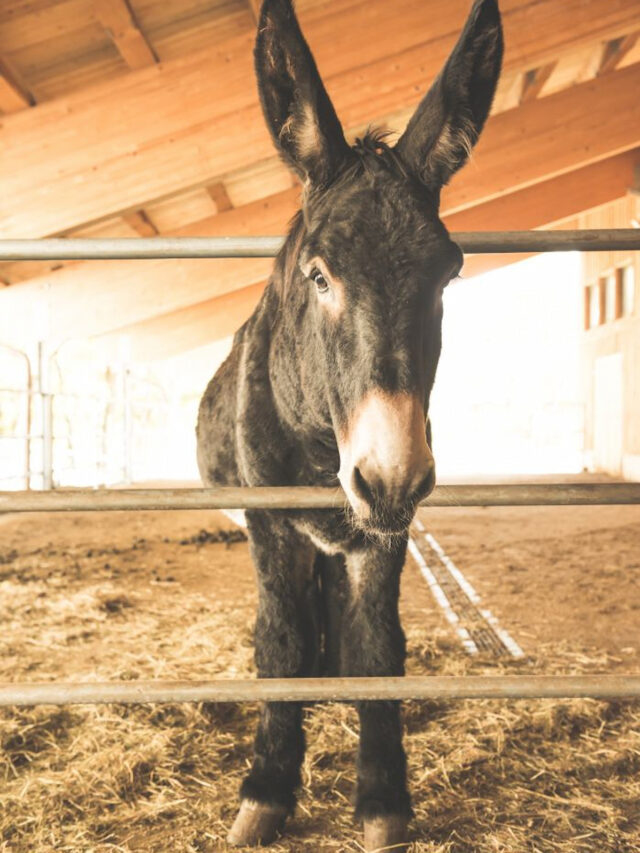 Ultimate Guide To Raising Donkeys - Farmhouse Guide