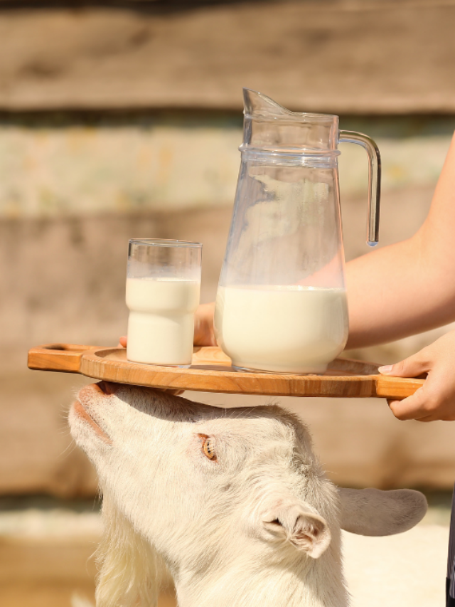 Animals That Can Drink Goat’s Milk - Farmhouse Guide
