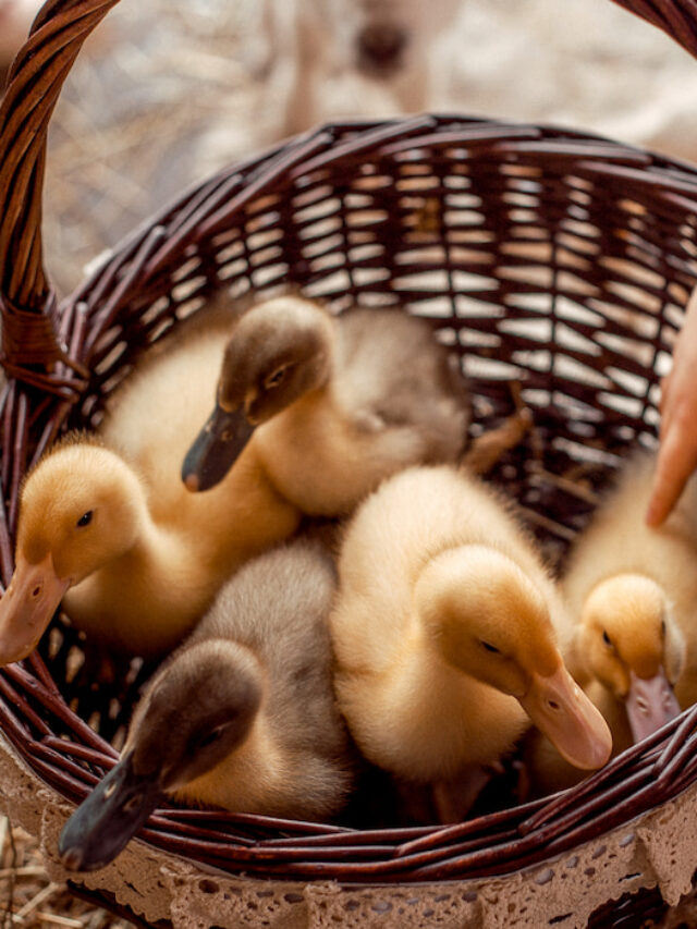Step-by-Step Guide for Raising Ducklings - Farmhouse Guide